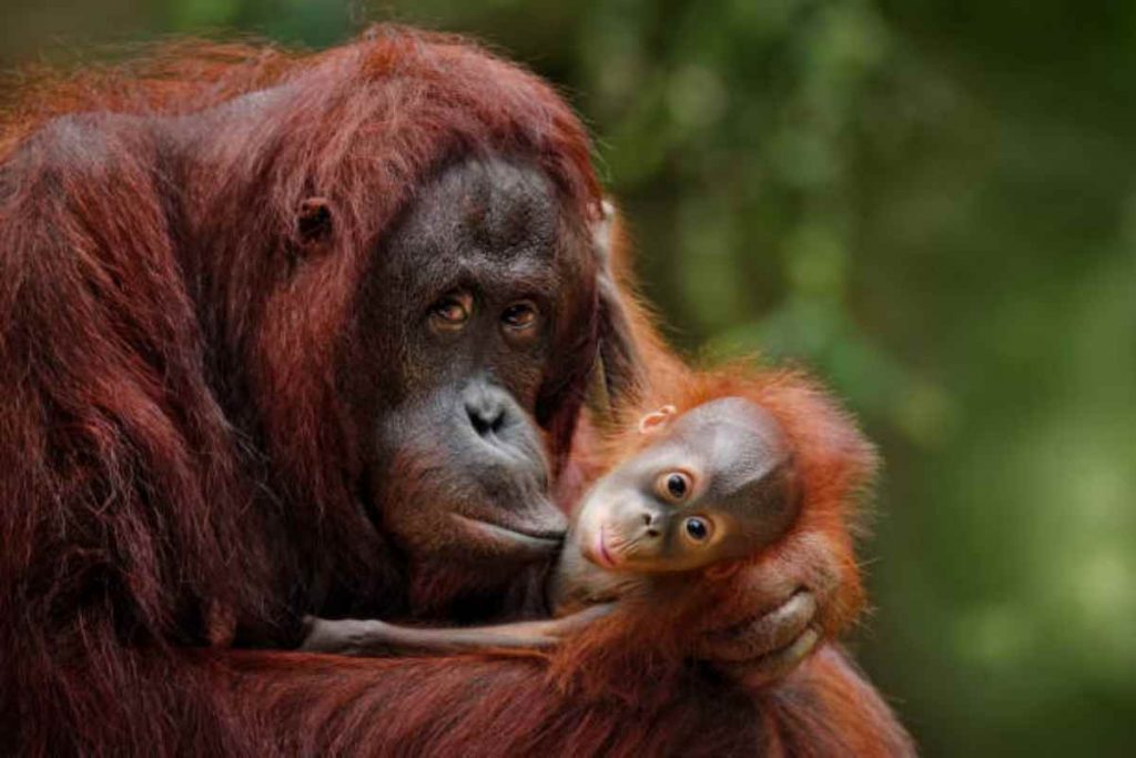 Giornata Internazionale dell'Orango, 7 curiosità sull'animale - Social ...